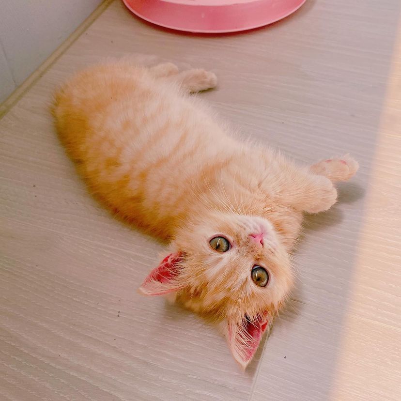 Luna – Female – Danis Munchkins Farm