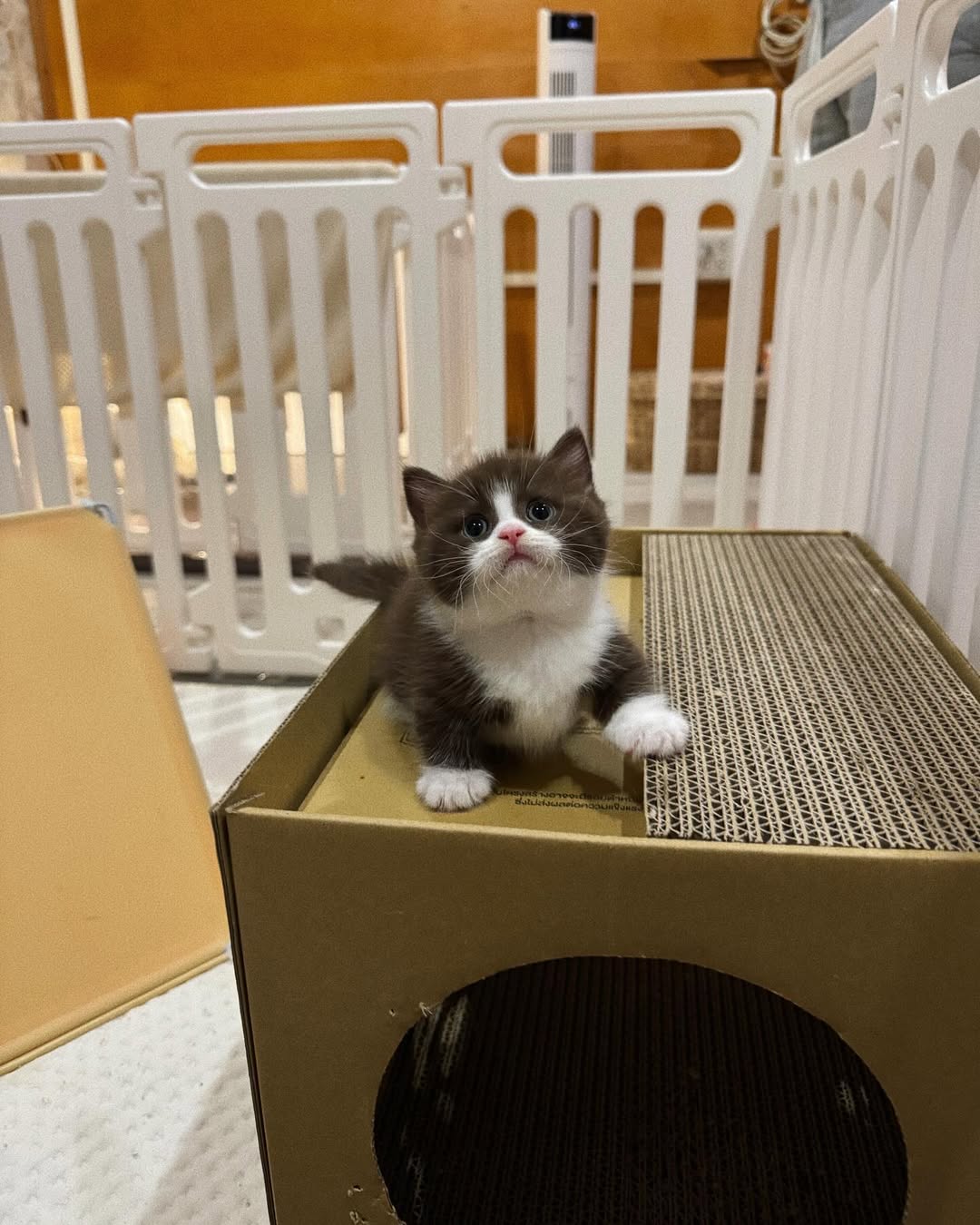 Tiger – Male – Danis Munchkins Farm